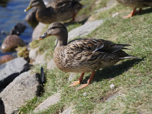 Patos de crista andinos Stock Photos, Royalty Free Patos de crista ...