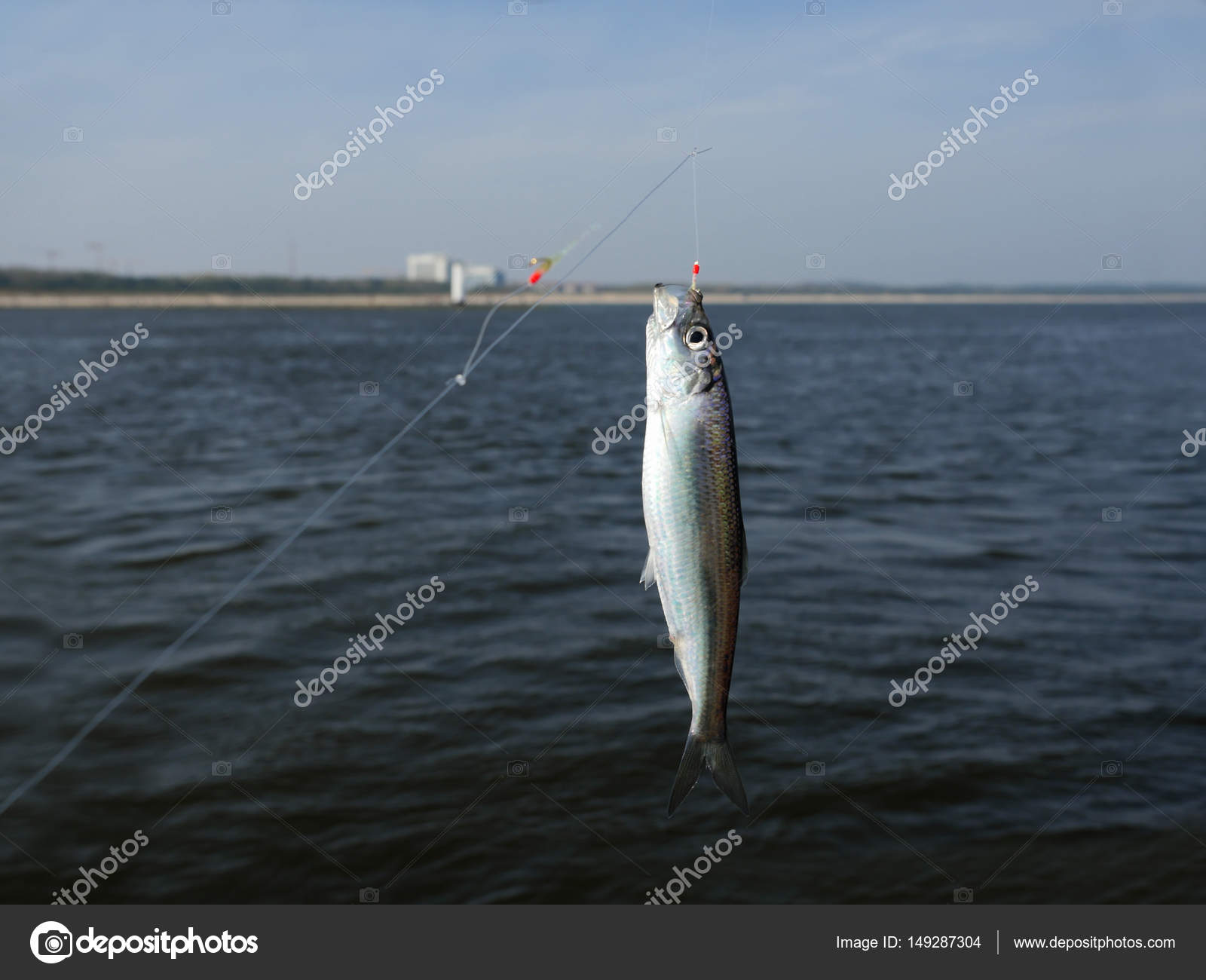 Alive herring fish Stock Photo by ©witoldkr1 149287304