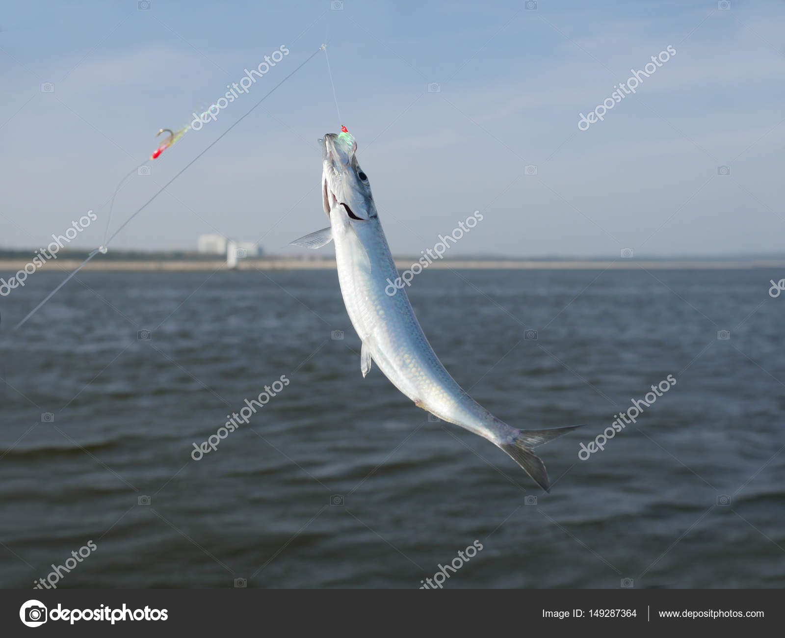 Alive herring fish Stock Photo by ©witoldkr1 149287364