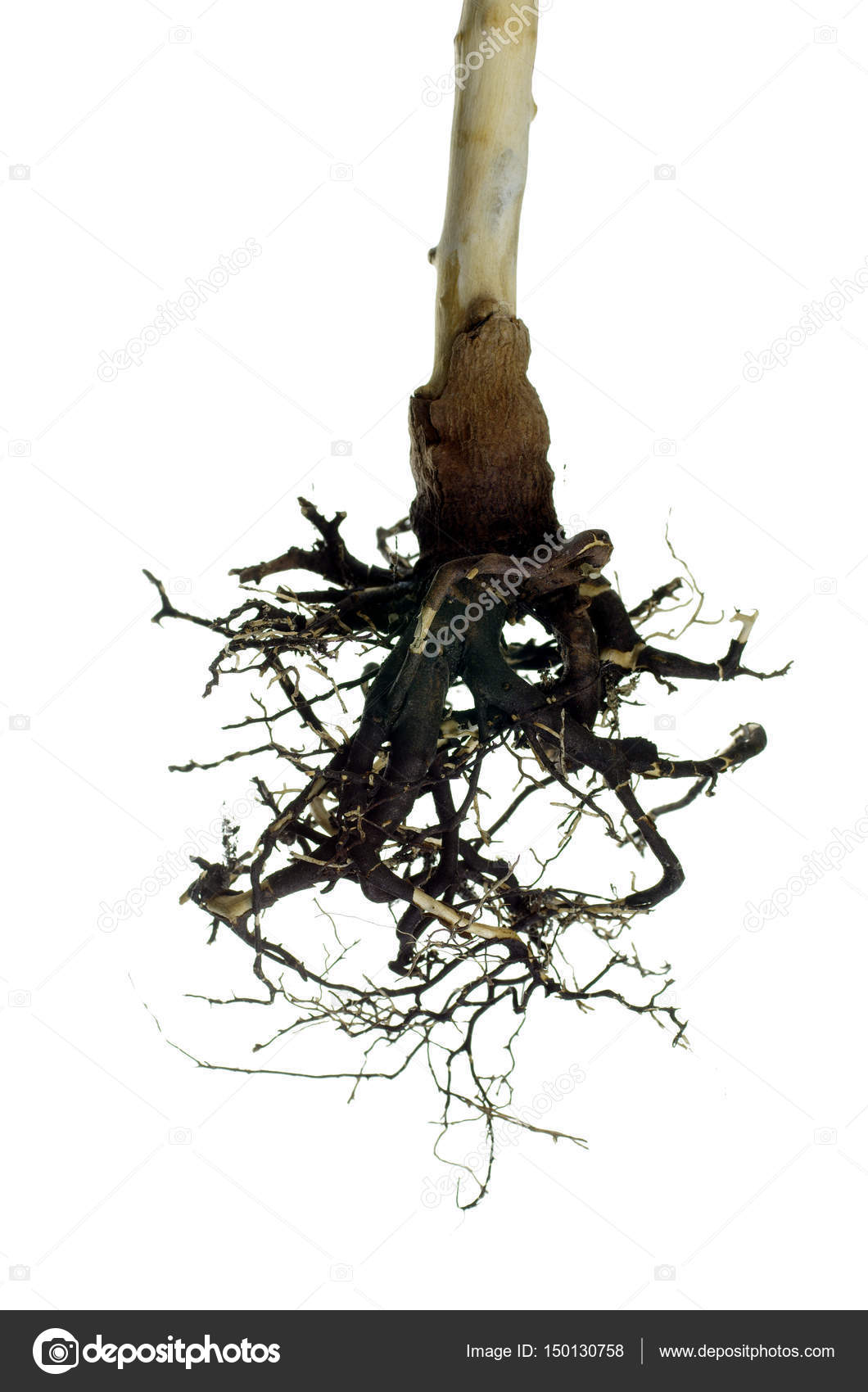 Dry tree roots Stock Photo by ©witoldkr1 150130758