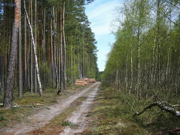 Timber reforestation Stock Photos, Royalty Free Timber reforestation ...