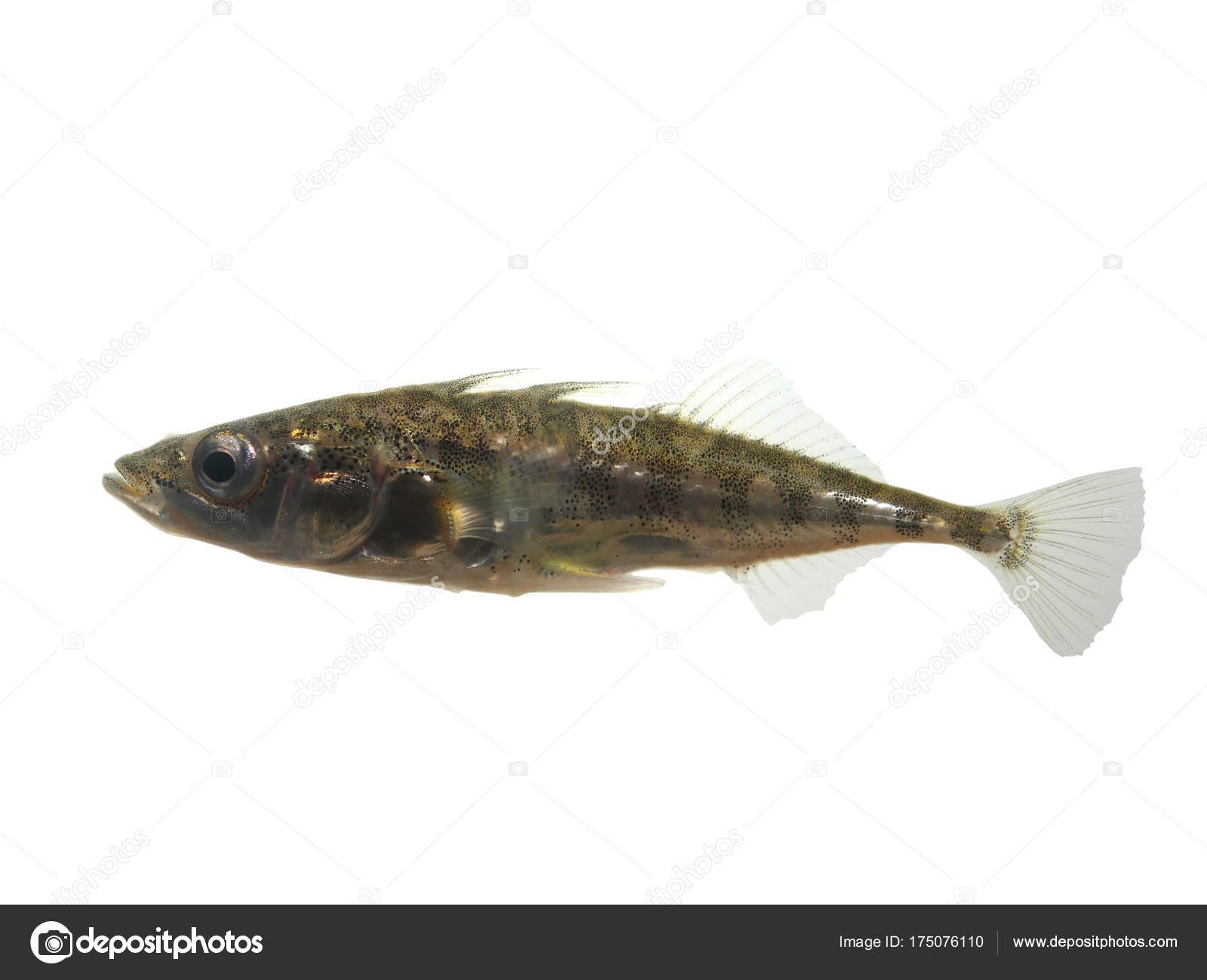 Stickleback on white background Stock Photo by ©witoldkr1 175076110