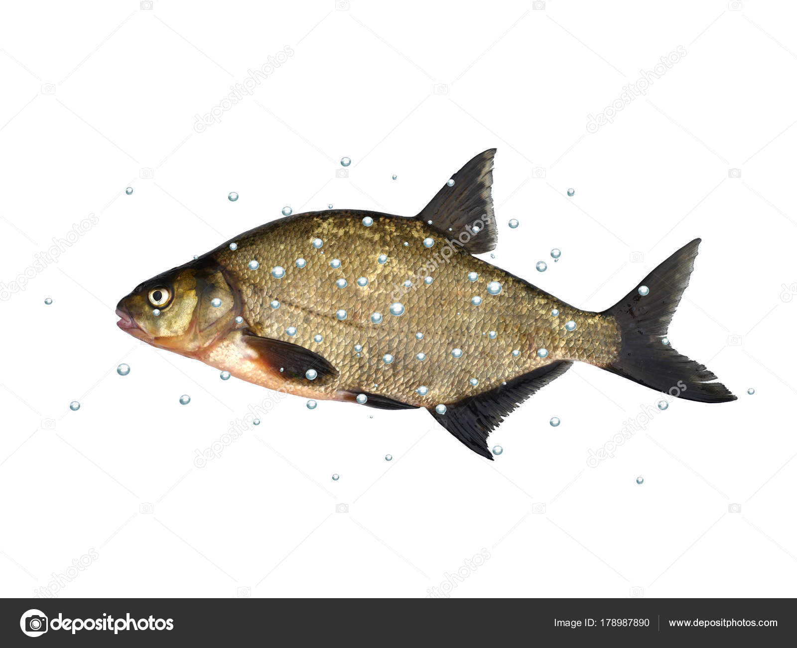 Big fresh fish bream — Stock Photo © witoldkr1 #178987890
