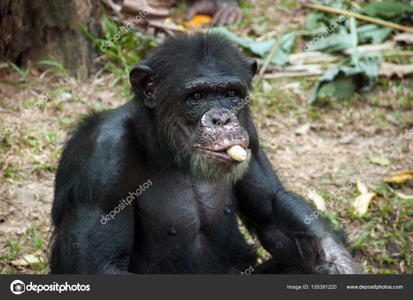 Sjimpanser Som Spiser Får Bananhjelp Fra Julius