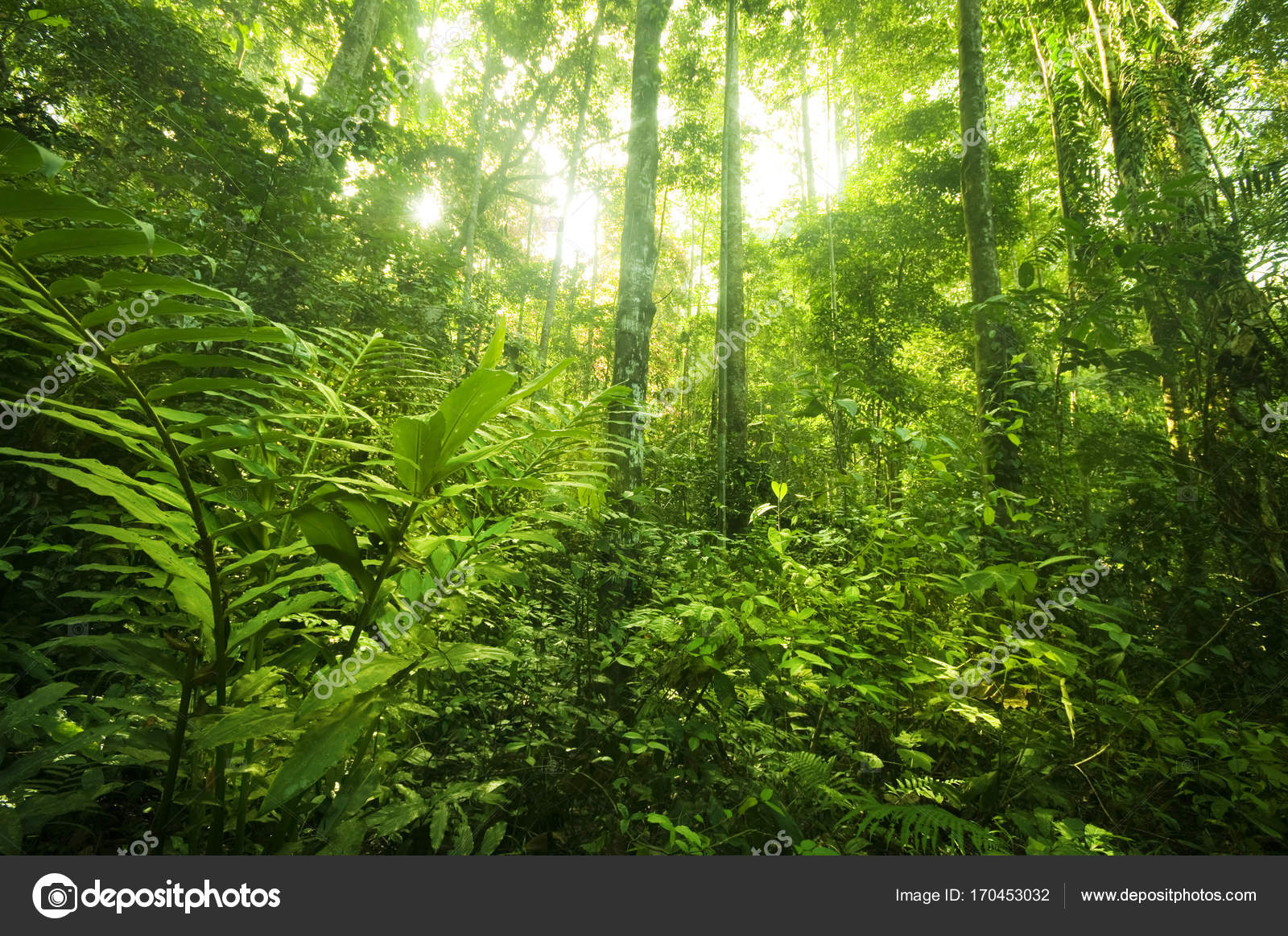 Tropical Rainforest Landscape