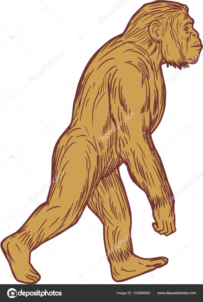 Homo Habilis Drawing