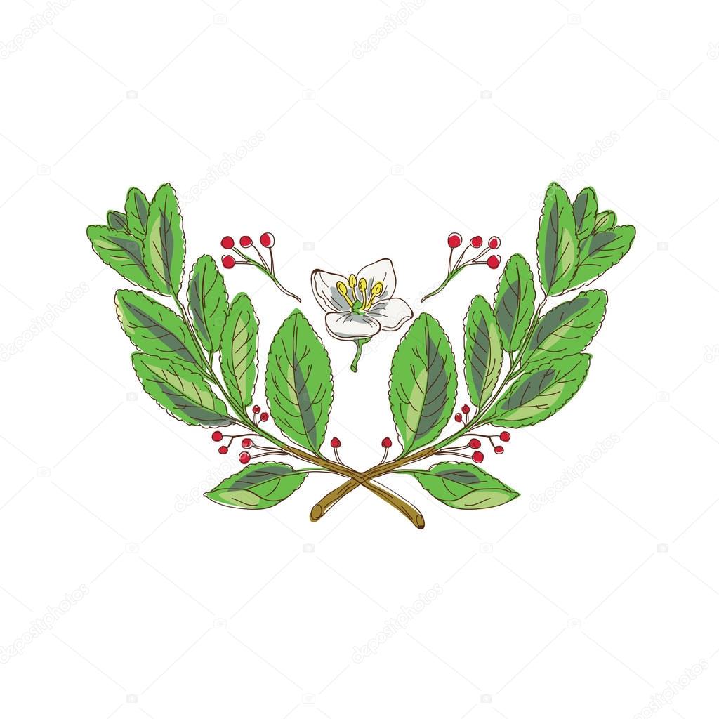 Hoja de flor de yerba mate y dibujo de frutas 2023