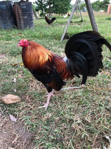 Gall kakas Stock Photos, Royalty Free Gall kakas Images | Depositphotos