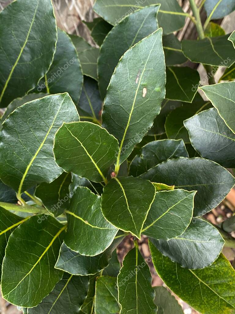 Foto de la Laurus nobilis o hoja de laurel, un árbol perenne aromático ... Foto de la Laurus nobilis o hoja de laurel, un árbol perenne aromático ...