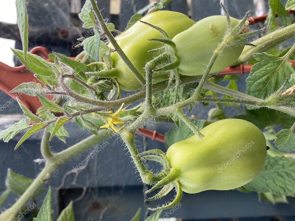 Foto del fruto de un tomate verde mini Roma, un tomate ciruela también ...