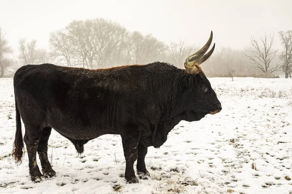 Heck cattle Stock Photos, Royalty Free Heck cattle Images | Depositphotos®