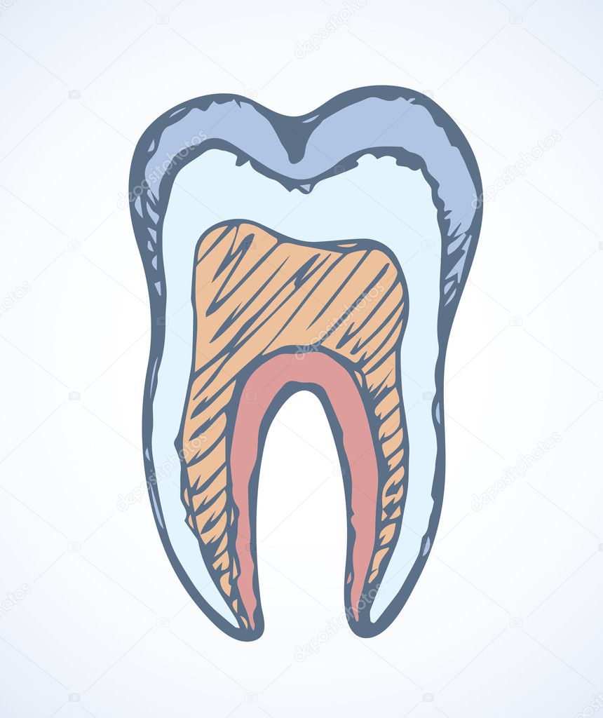 Diente. Dibujo vectorial vector, gráfico vectorial © Marinka imagen ...