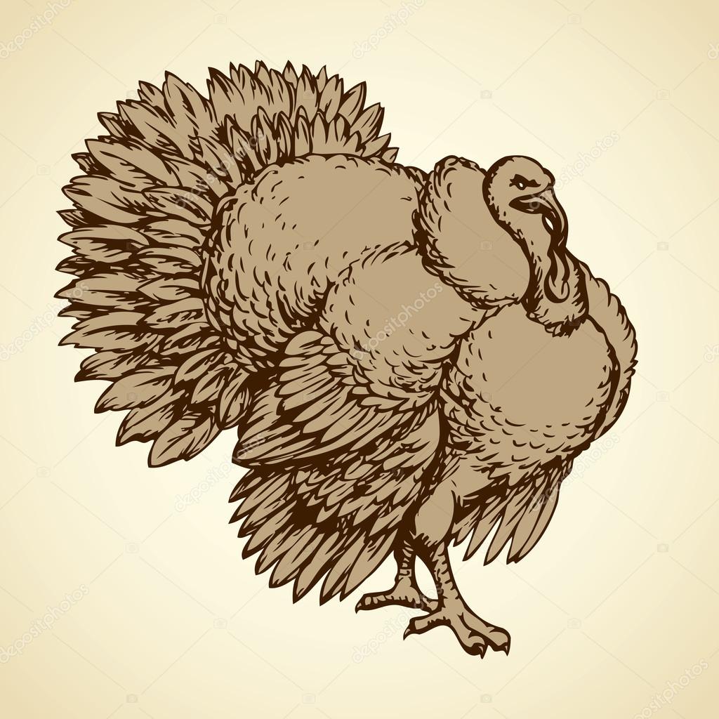 Turkey. Vector drawing Stock Vector Image by ©Marinka #126475596