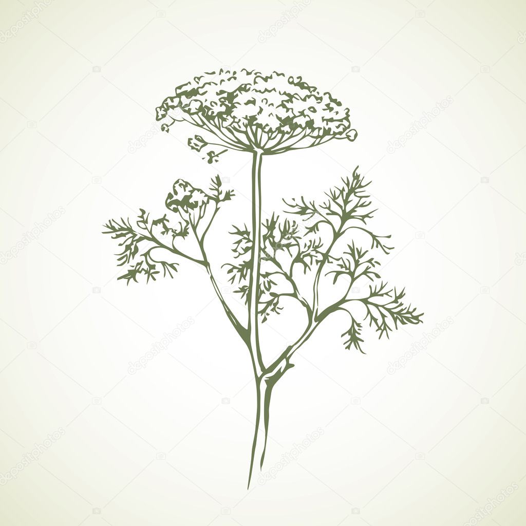 Dill Flower Drawing