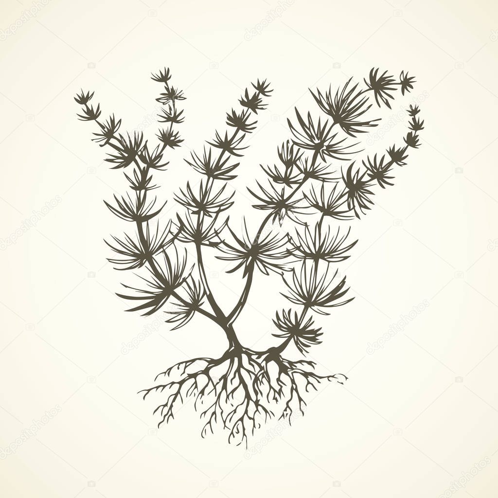 Chara. Vector drawing Stock Vector by ©Marinka #130098482