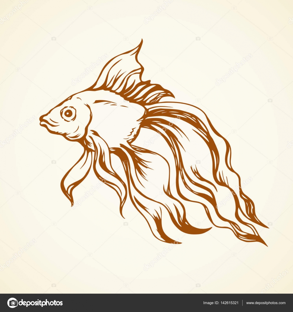Goldfish Drawing Art
