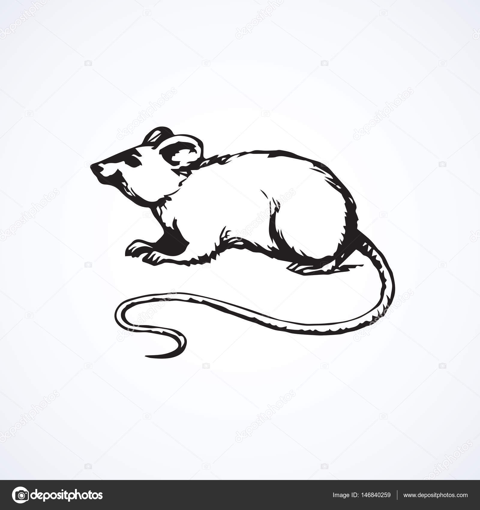 Ratón. Dibujo vectorial Vector de stock por ©Marinka 146840259