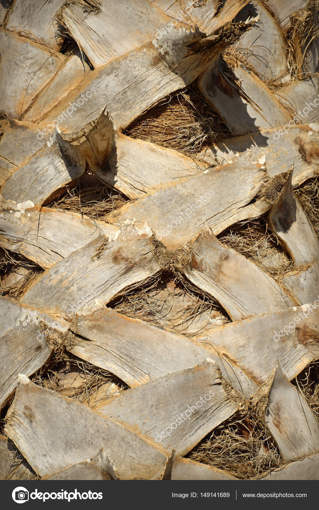 Palm Tree Trunk Pattern