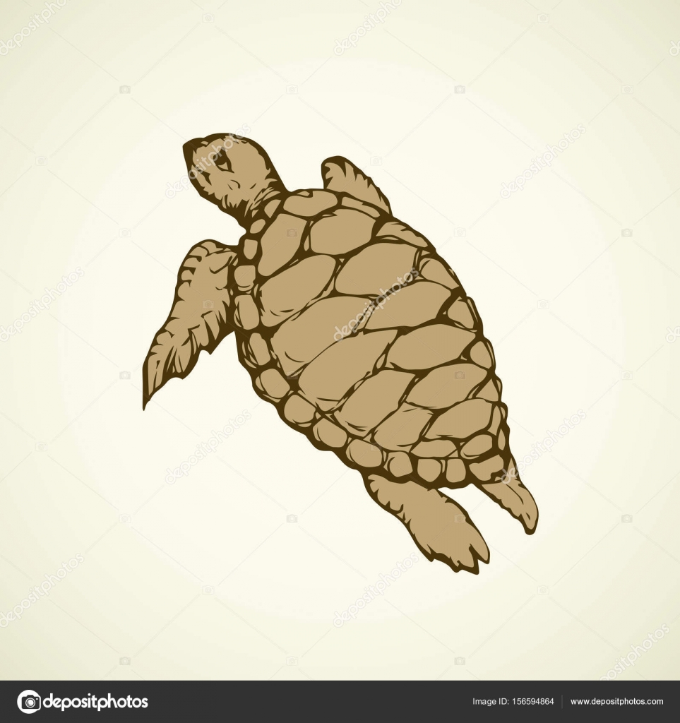 Turtle. Vector drawing Stock Vector by ©Marinka 156594864