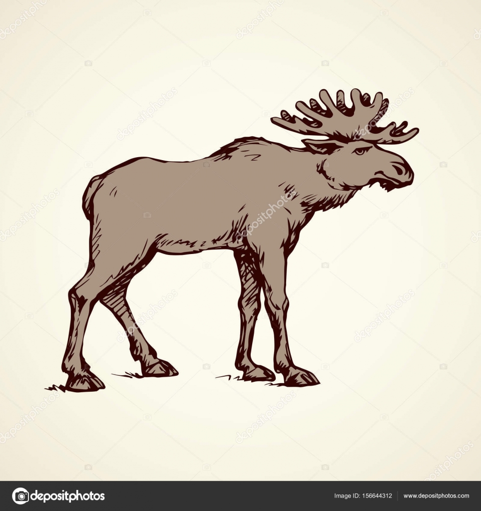 Alce. Desenho vetorial Vetor de ©Marinka 156644312