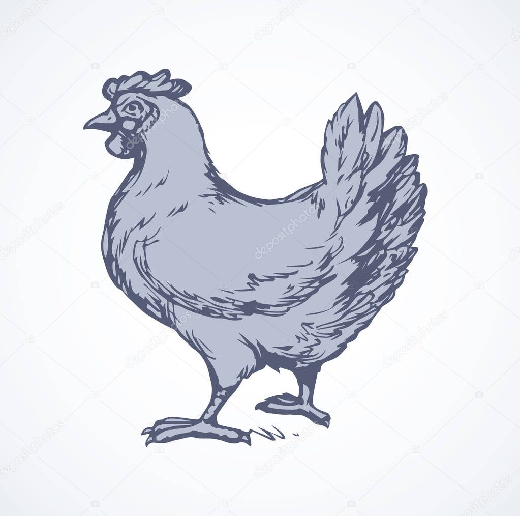 Gallina. Dibujo vectorial 2022