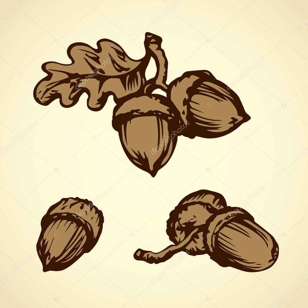 Callos. Dibujo vectorial 2024