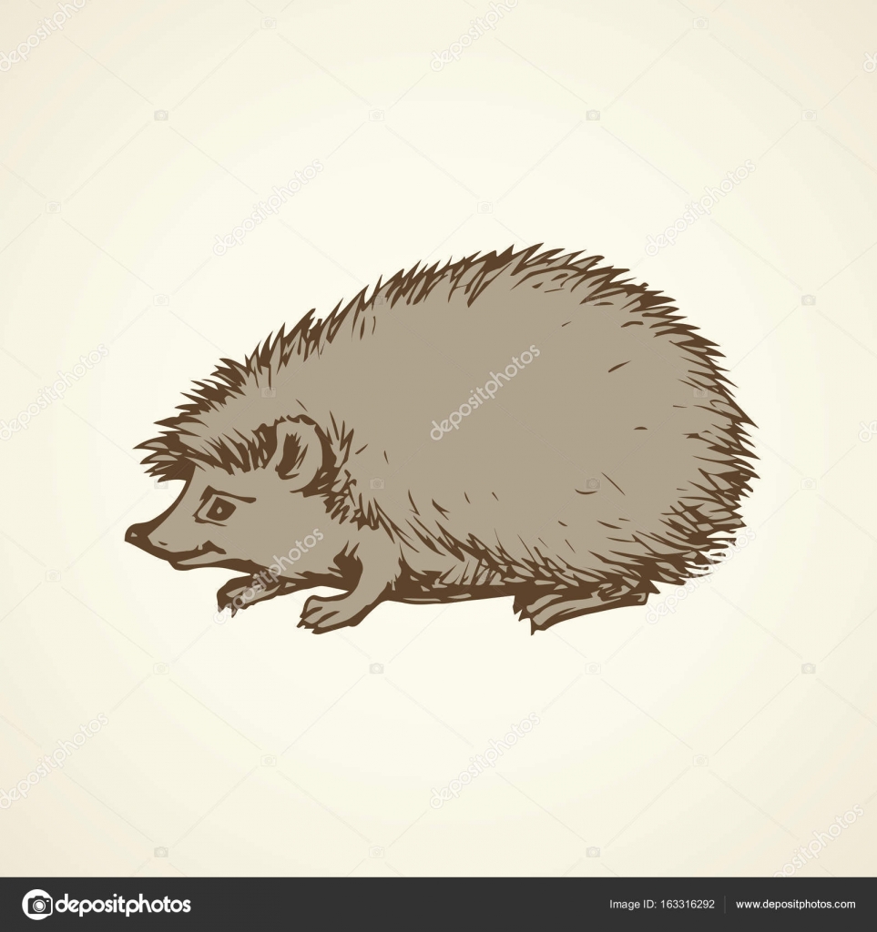 Hedgehog. Vector drawing — Stock Vector © Marinka #163316292