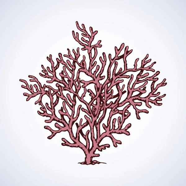 Coral. Vector drawing Stock Vector Image by ©Marinka #189322602