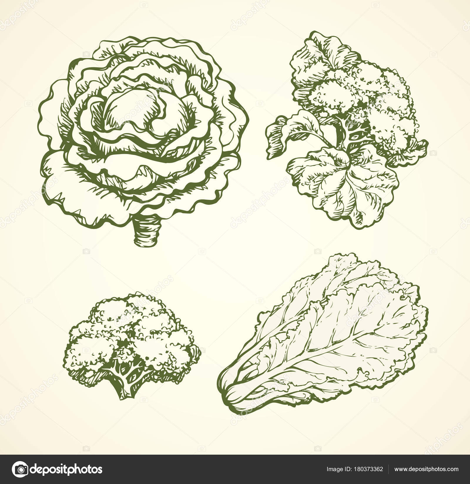 Image vectorielle Du chou. Dessin vectoriel par ©Marinka - 180373362