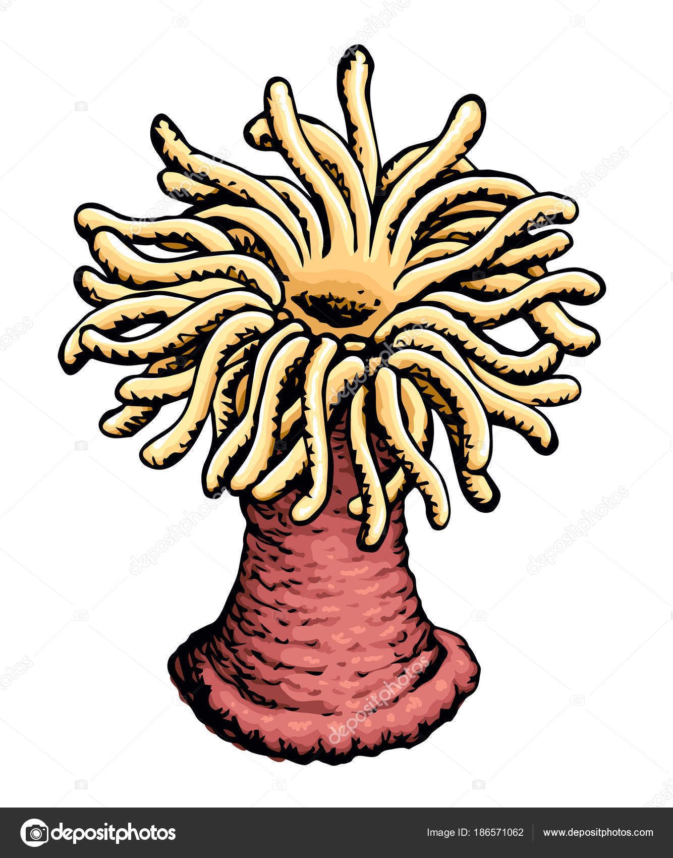 Sea Anemone Drawing Simple