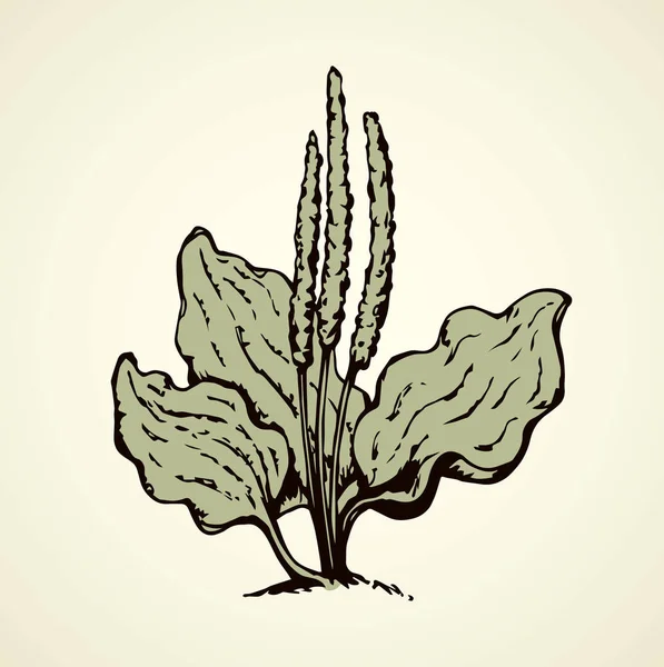 Plantain logo Vector Art Stock Images | Depositphotos