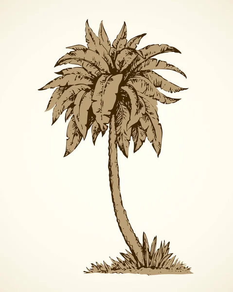 Palm on beach. Vector drawing Stock Vector by ©Marinka 256178068