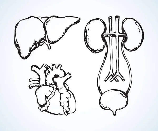 1,042 Urology Stock Illustrations | Depositphotos