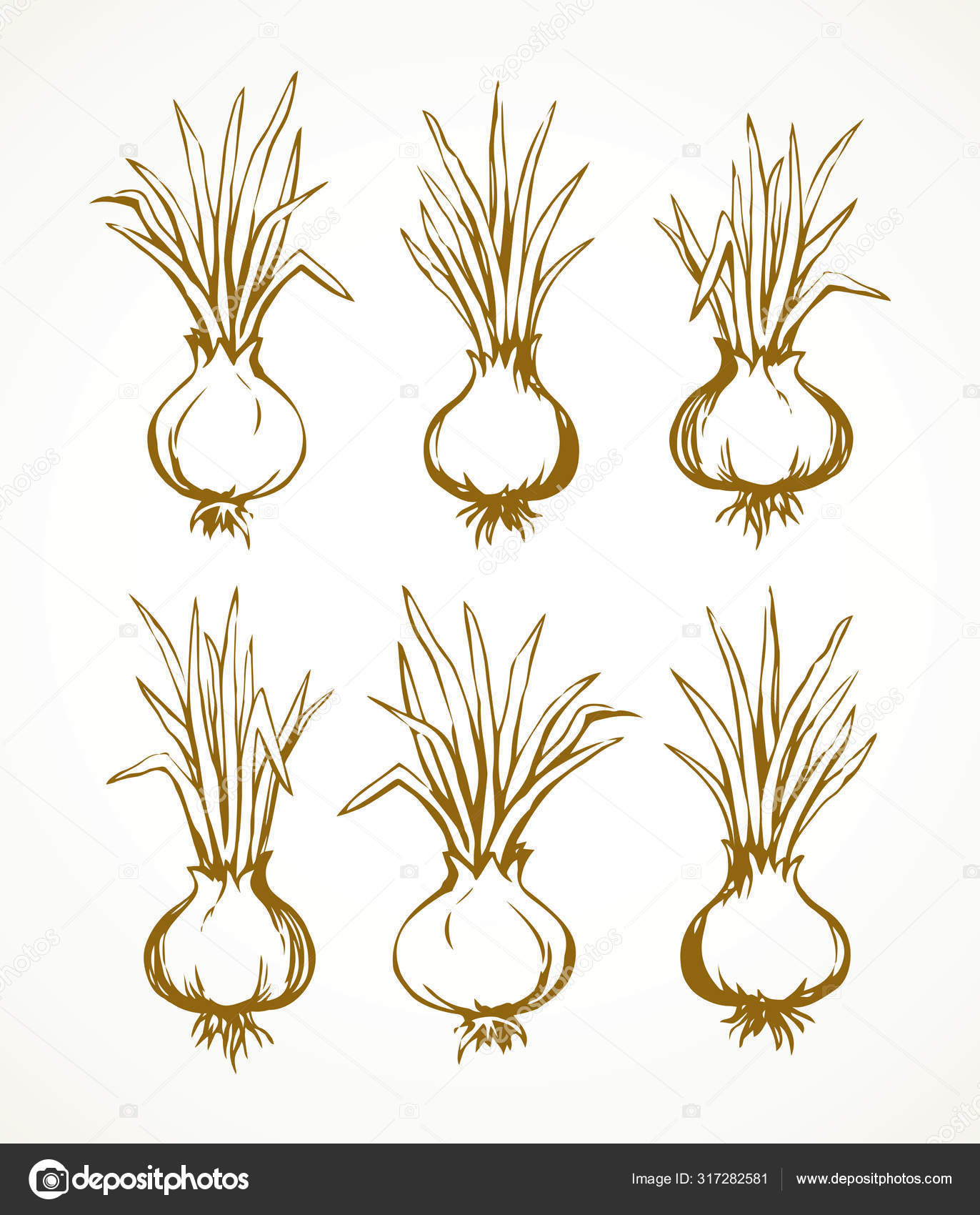 Onion. Vector drawing Stock Vector Image by ©Marinka #317282581