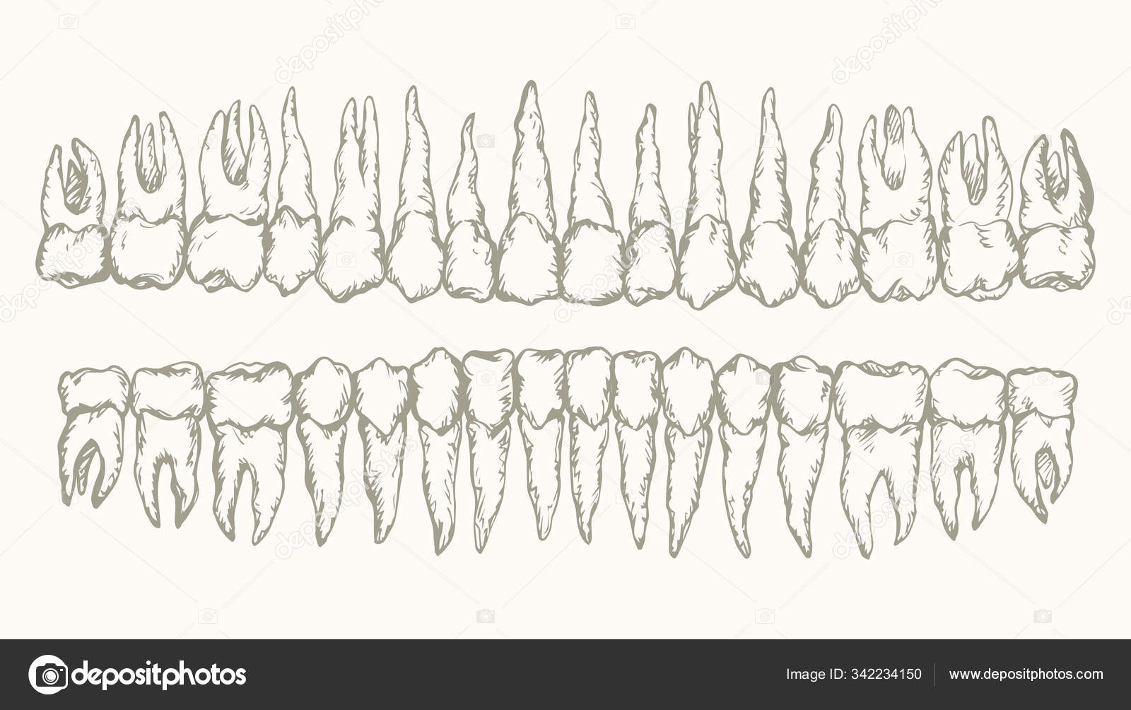 The layout of the teeth. Vector drawing Stock Illustration by ©Marinka ...