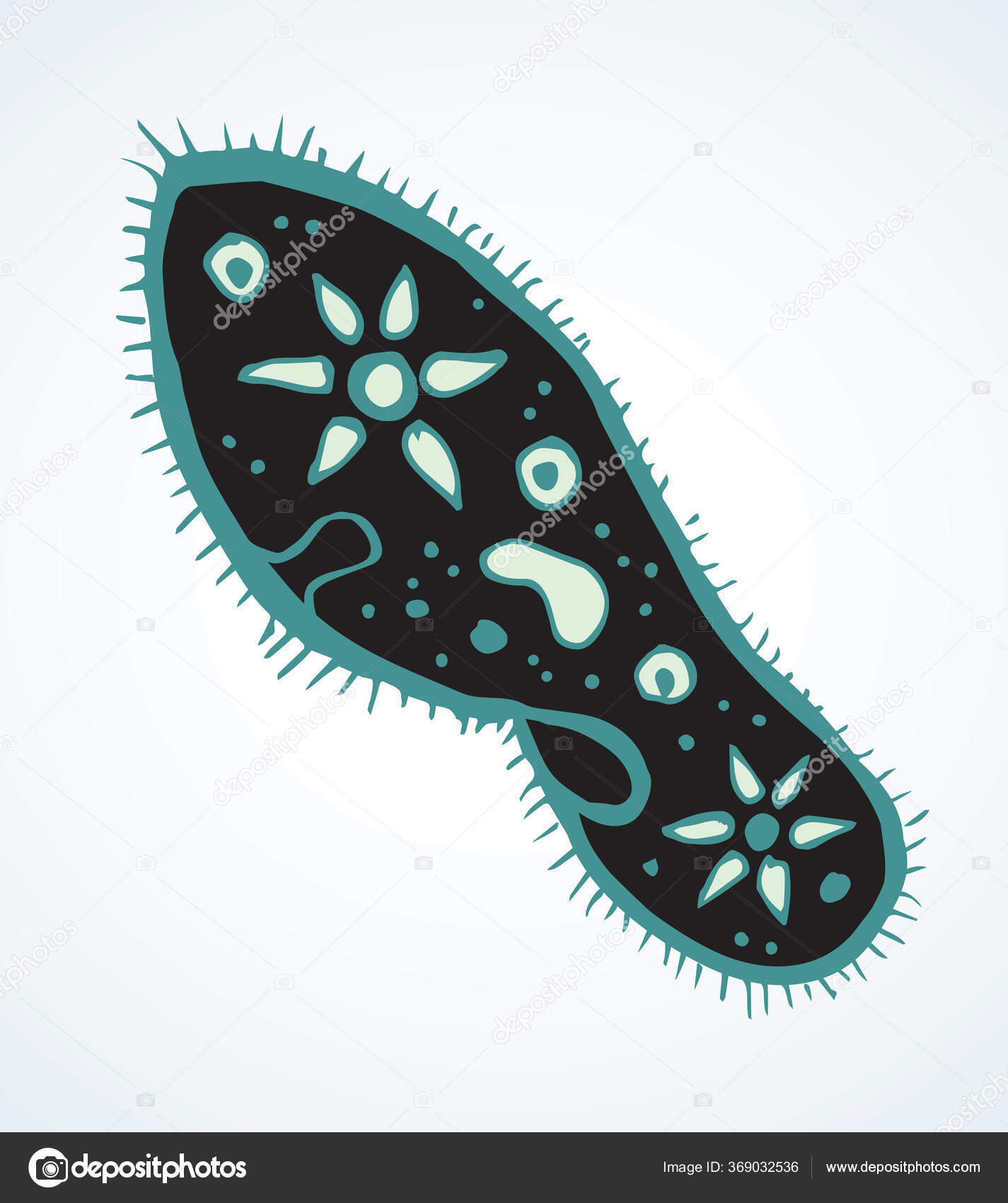 Protist Cell Diagram