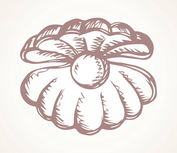 Pecten shell Vector Art Stock Images | Depositphotos