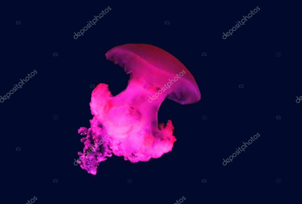 Catostylus mosaicus, también conocida como la medusa azul, es una ...