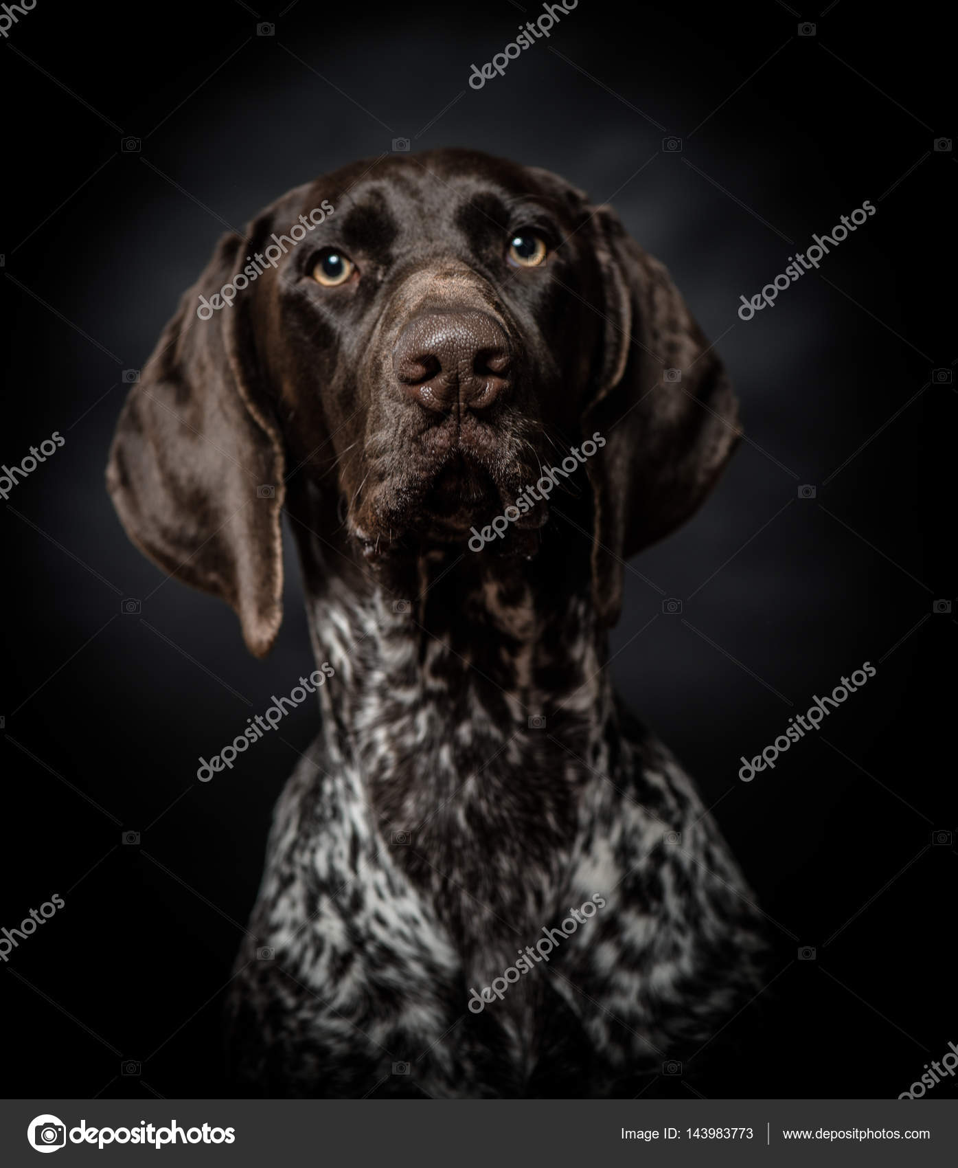 Pointer Dog Pointing