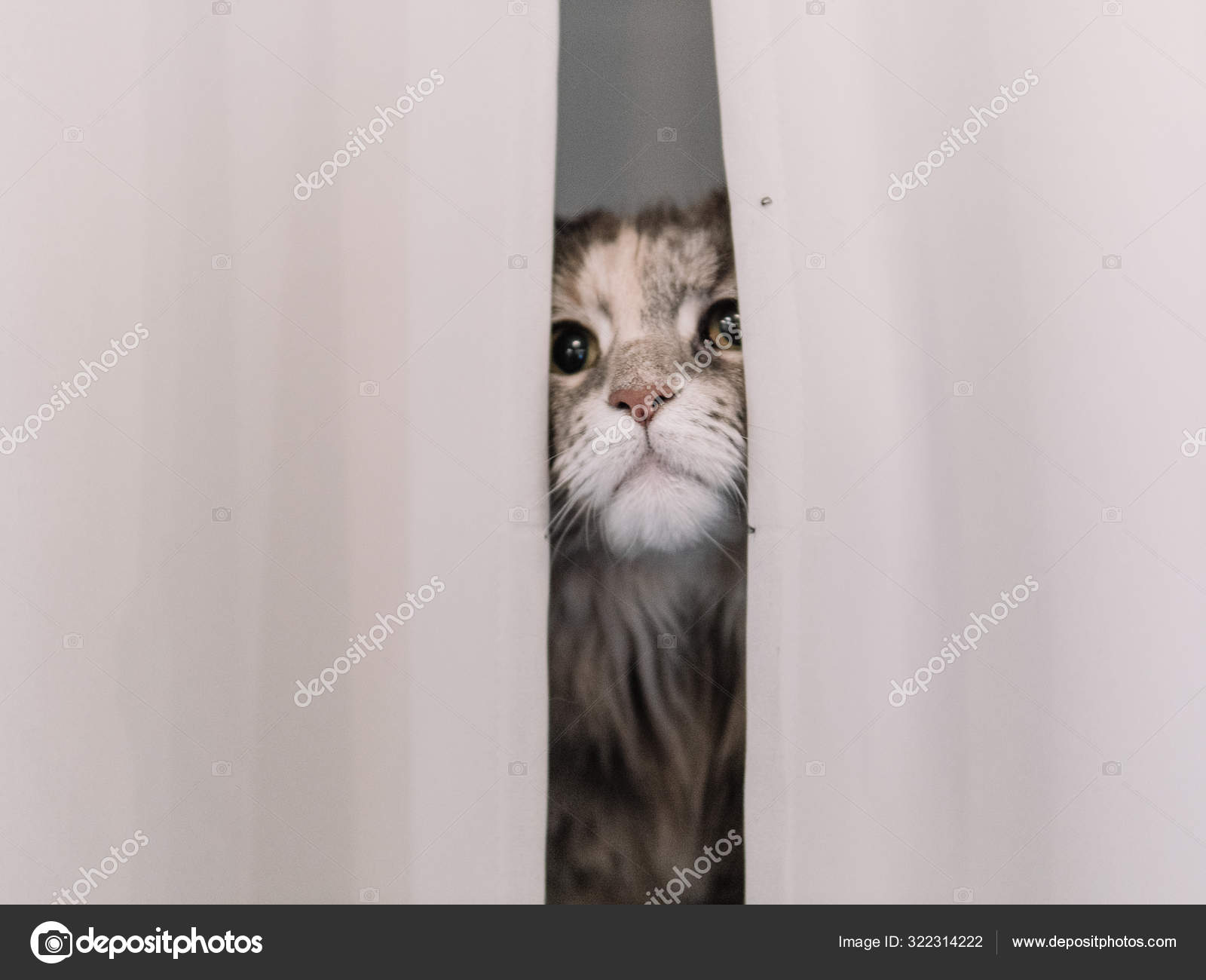 Cute Cat Hiding Home Stock Photo by ©loriklaszlo 322314222