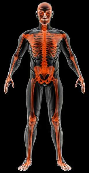 Inside human body Stock Photos, Royalty Free Inside human body Images ...