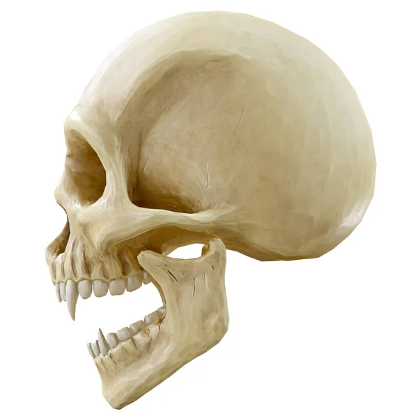 Vampire skull Stock Photos, Royalty Free Vampire skull Images ...