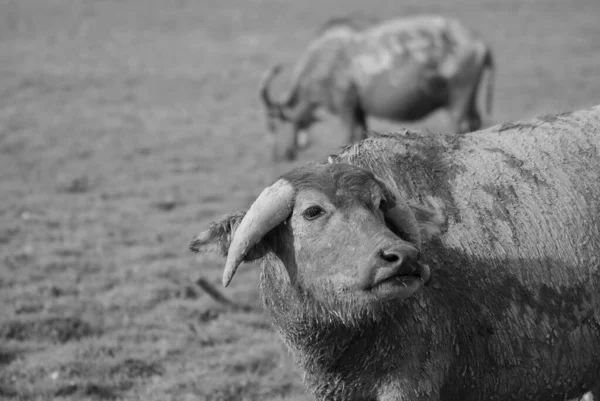 Livestock shot Stock Photos, Royalty Free Livestock shot Images ...