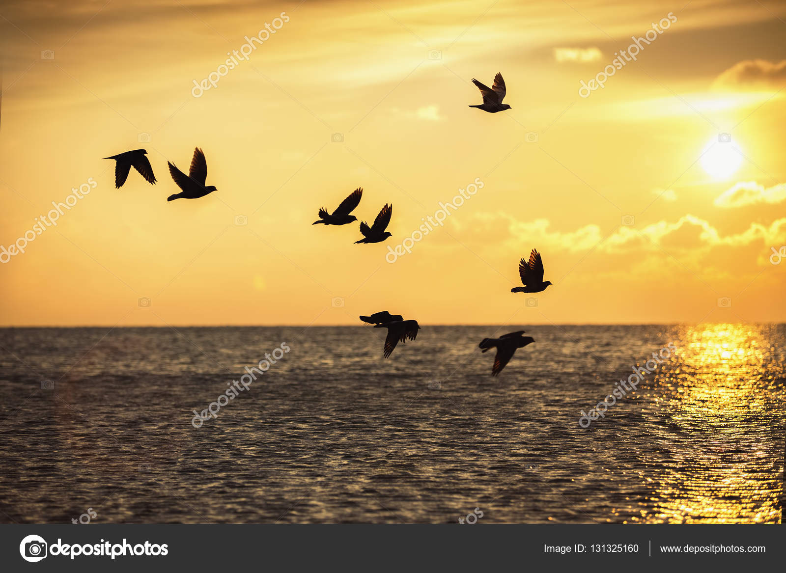Beautiful sunrise and flying birds over the sea — Stock Photo ...