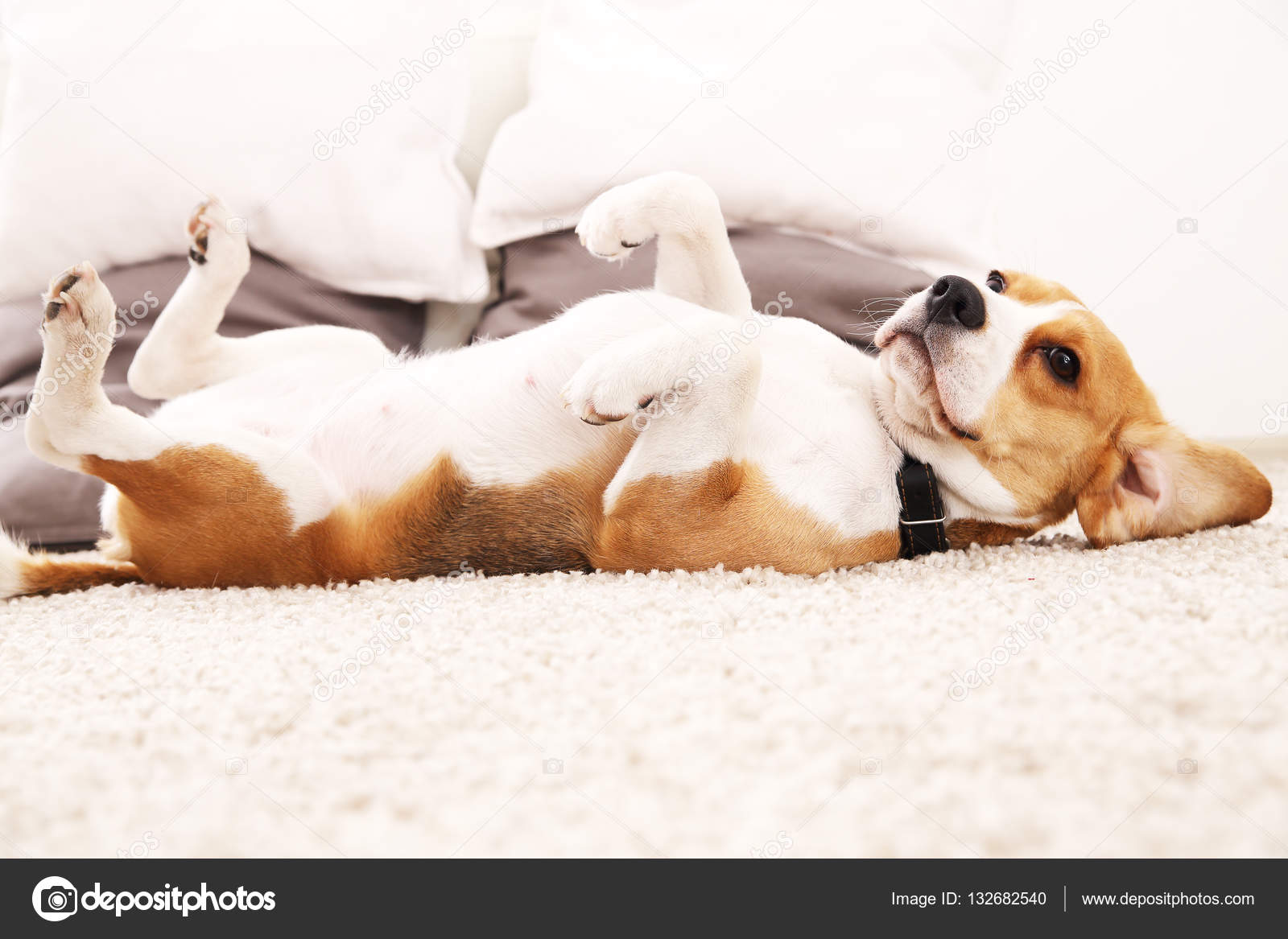 Funny beagle at home. Dog lie on carpet on its back. Stock Photo by ...