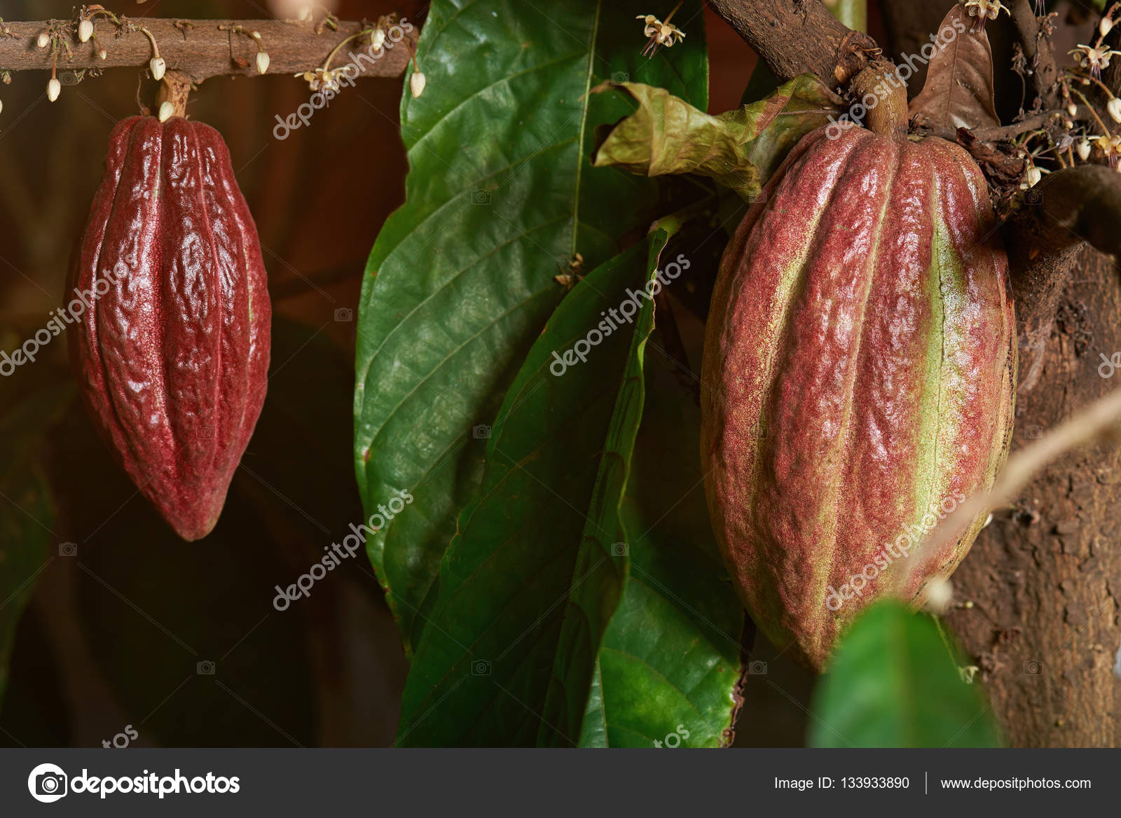Cocoa red pods — Stock Photo © dimarik #133933890