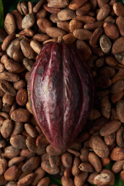 Close-up of red cacao pod - Stock Image - Everypixel