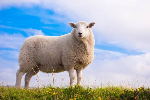 Lone sheep Stock Photos, Royalty Free Lone sheep Images | Depositphotos
