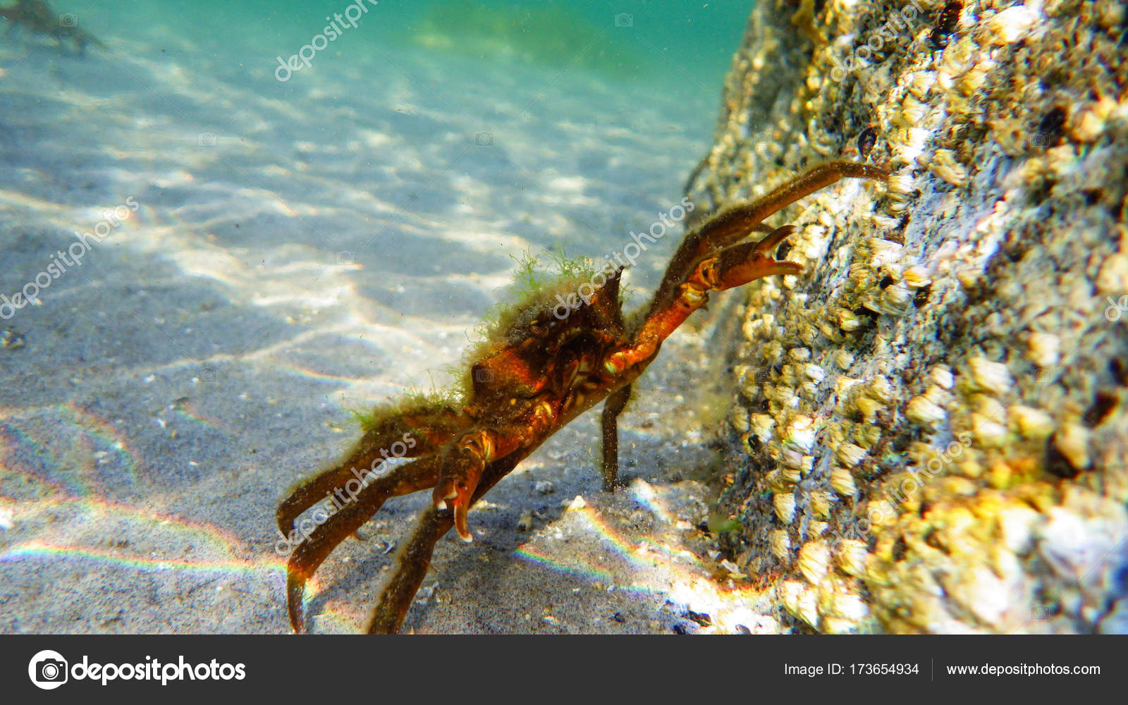 Spider Crab And Algae Mutualism