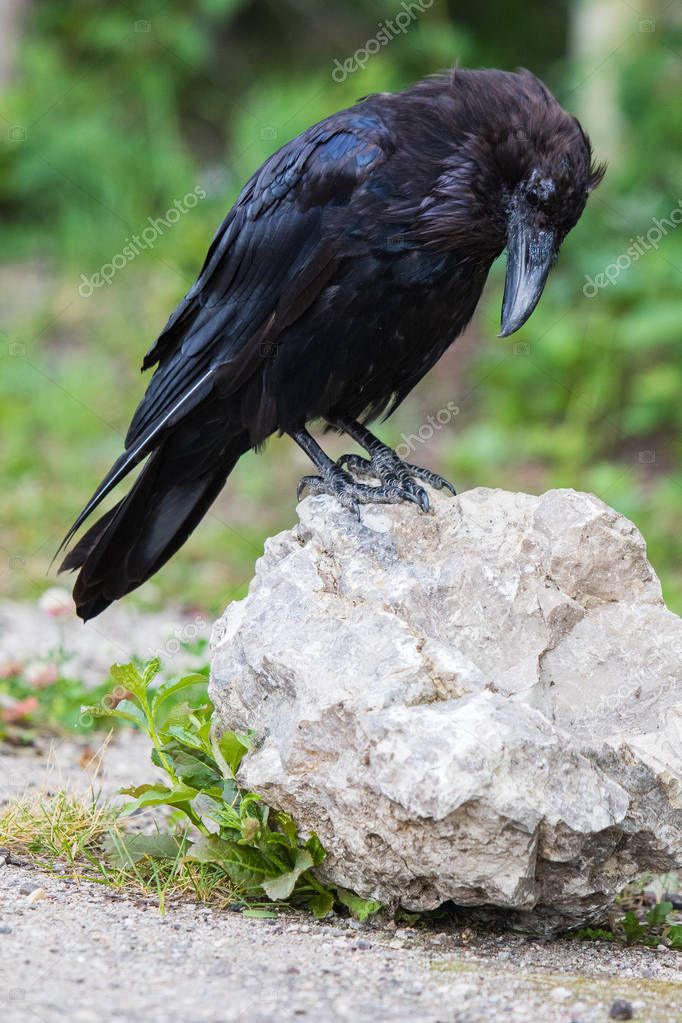 Cuervo común (Corvus corax) en los Territorios del Noroeste TNM de ...